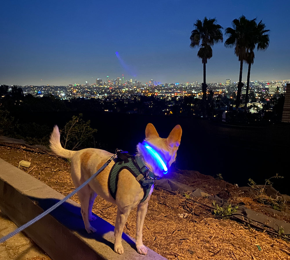 Halo Dog Halo Collar - LED dog collars to keep your pets safe and seen