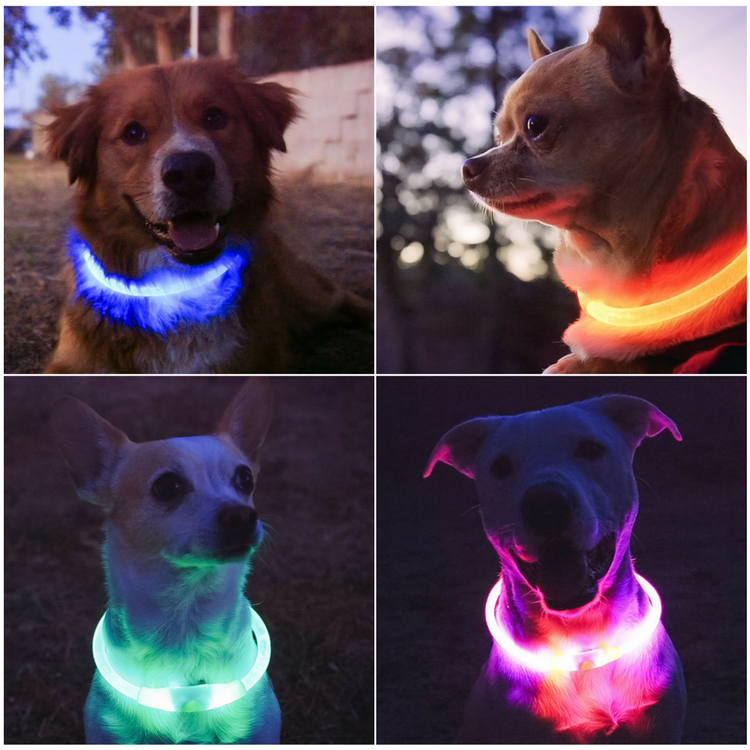 Halo Dog Halo Collar - LED dog collars to keep your pets safe and seen
