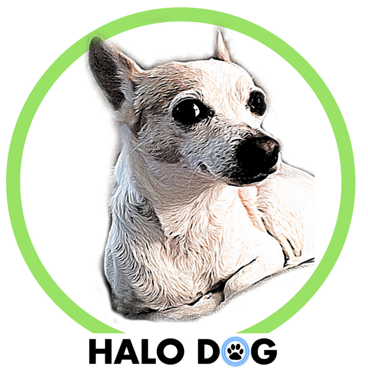 Halo Dog Halo Collar - LED dog collars to keep your pets safe and seen