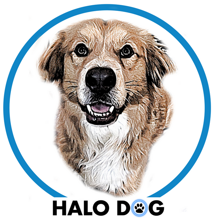 Halo Dog - Contact Us